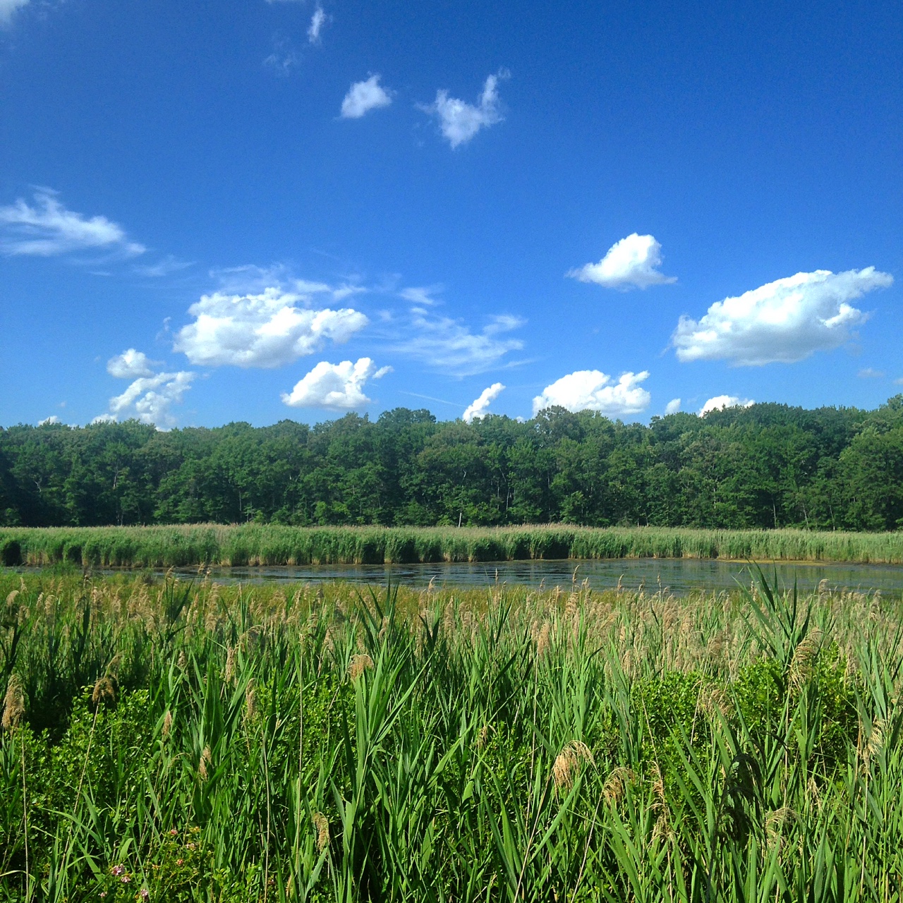 Hike the Black Marsh Trail at North Point State Park, Edgemere, Maryland
