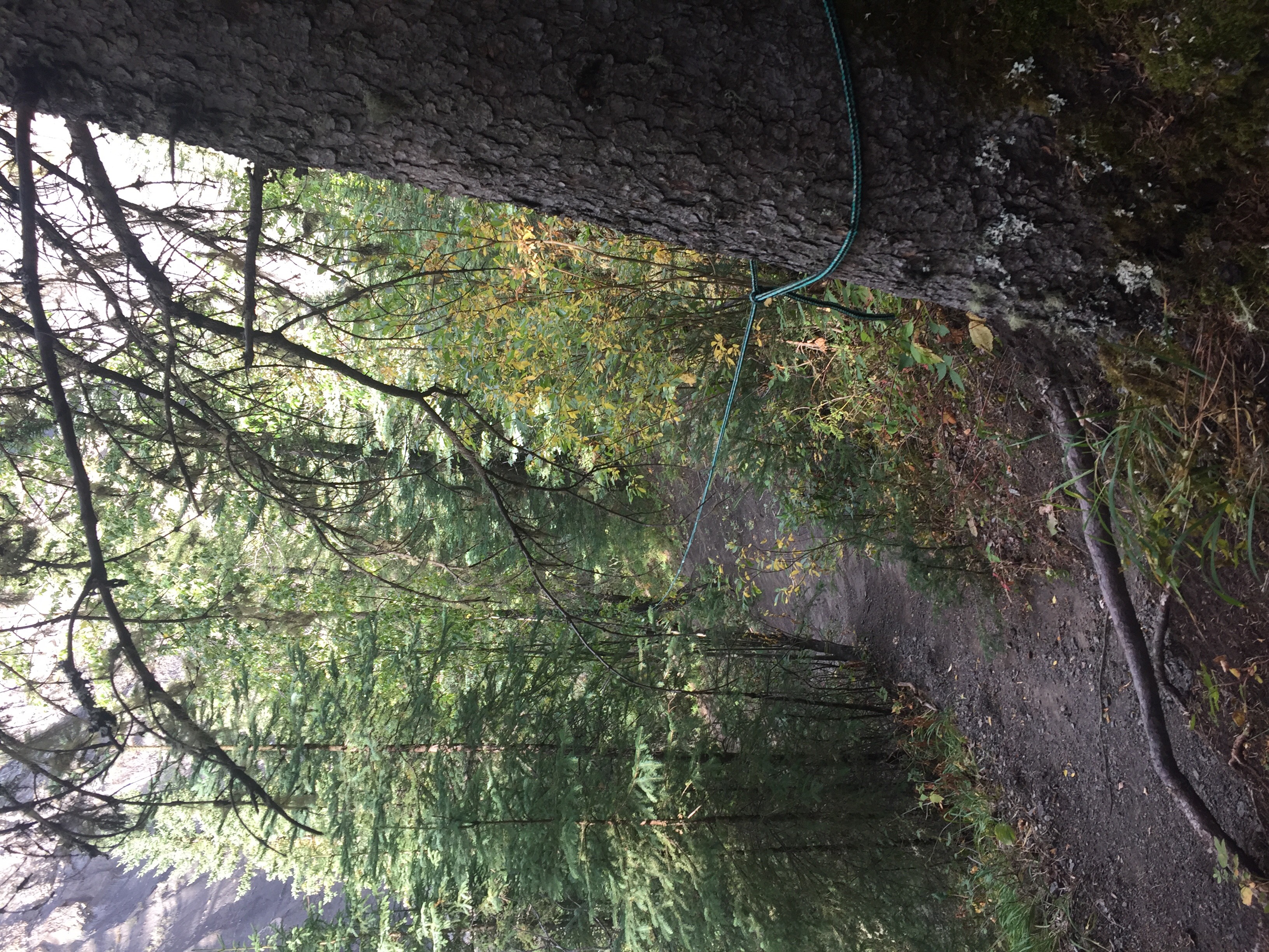Photo of Hike to Muskeg Falls in Grande Cache