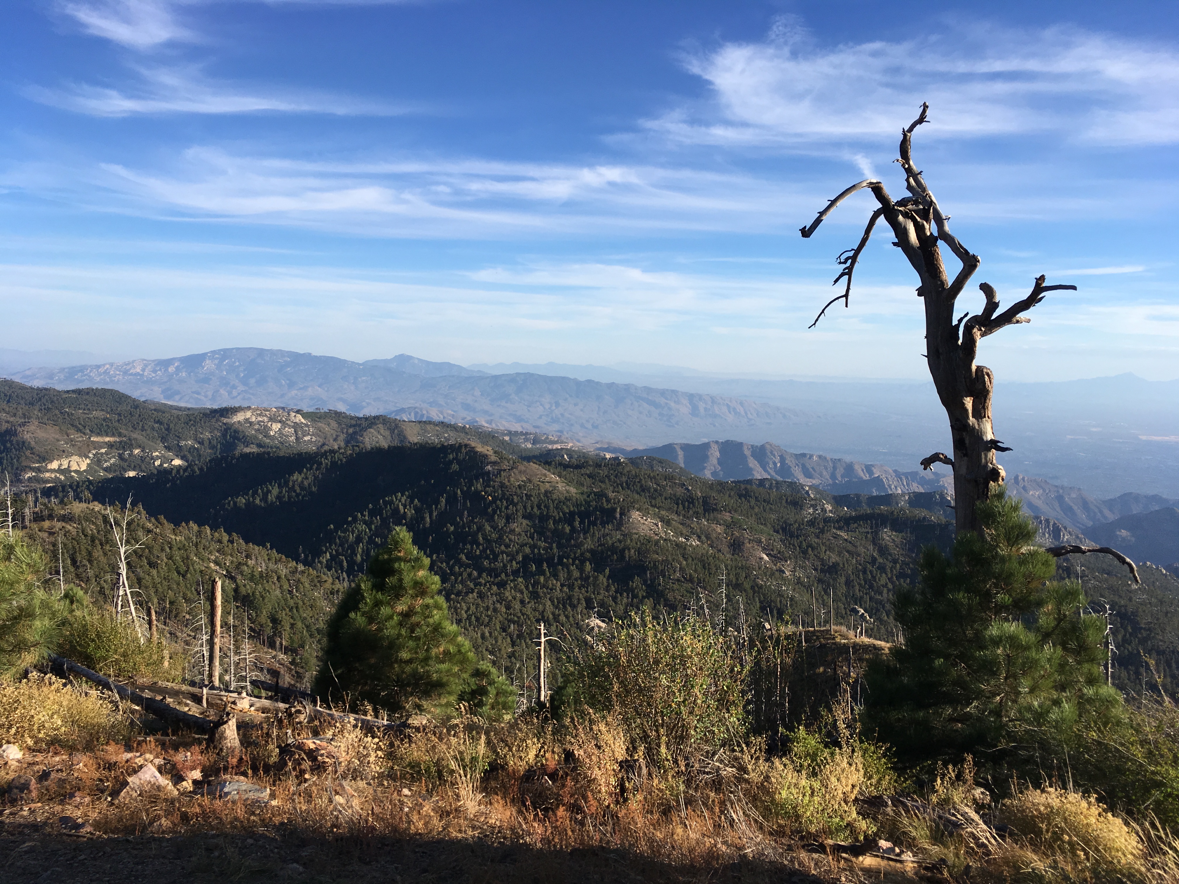 Hike Mint Springs Trail, Mount Lemmon, Arizona