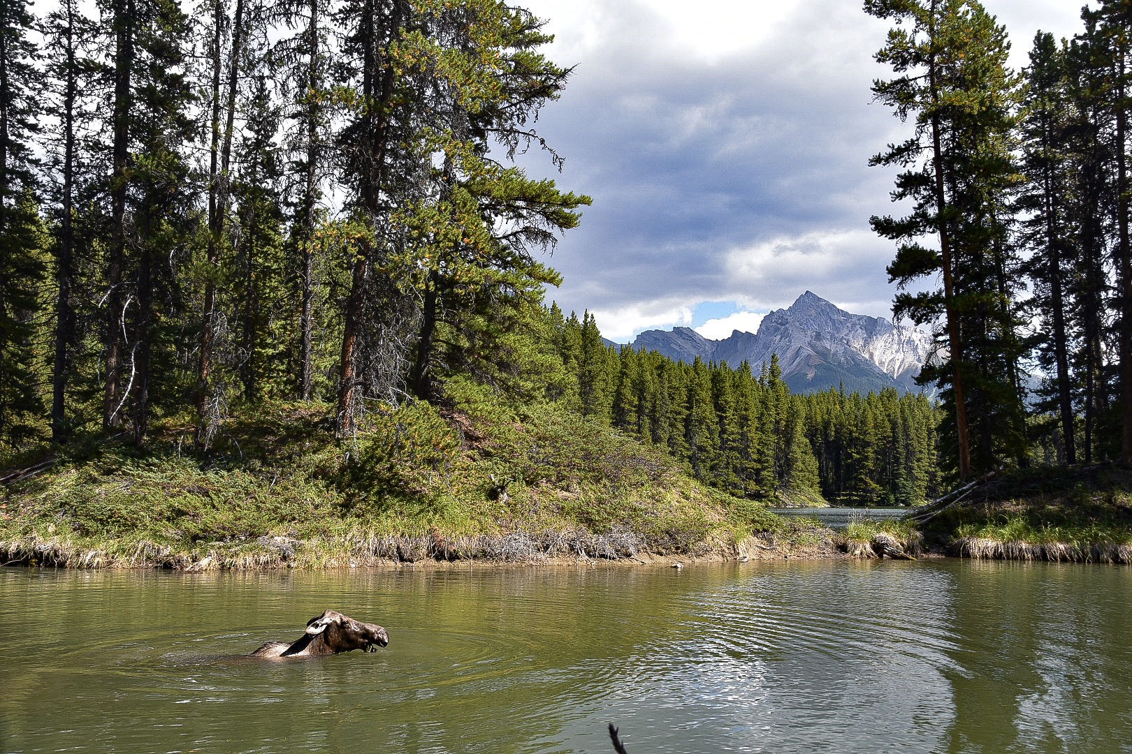 Hike the Moose Lake Loop, Jasper, Alberta