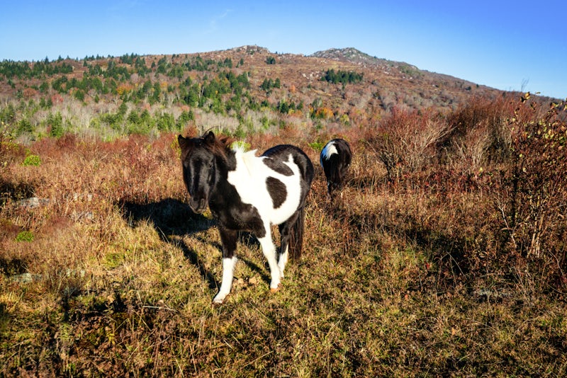 Photo of Wilburn Ridge and Massie Gap Loop