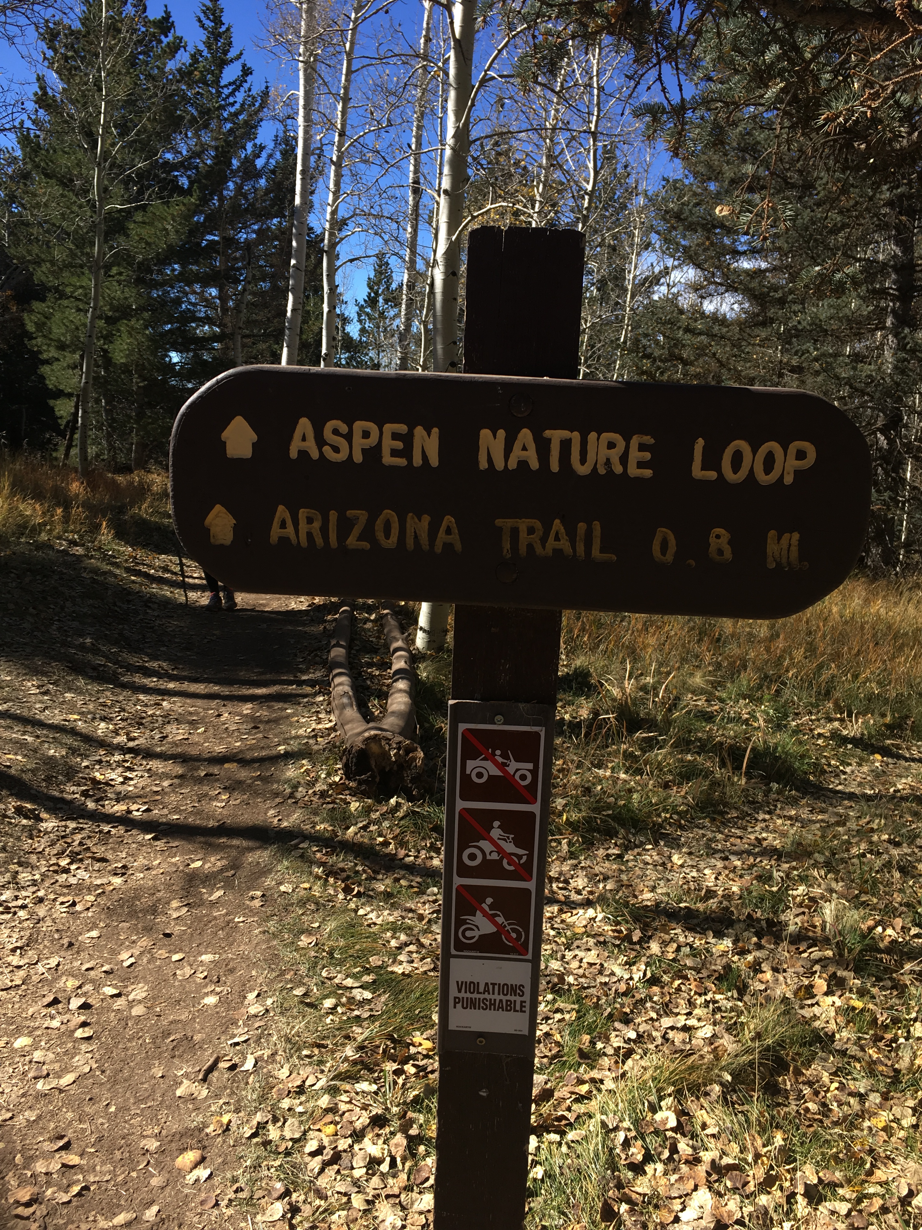 Hike the Aspen Nature Loop at Humphrey's Peak, Flagstaff, Arizona